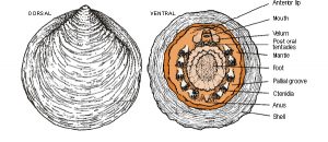 Living Fossil: Tiny mollusc makes big impression on marine biology ...